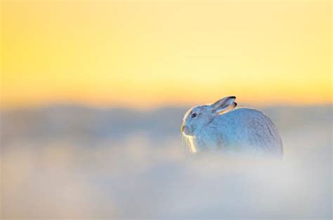Back Button Focus When And Why To Use It Nature TTL Manual Photography Photography