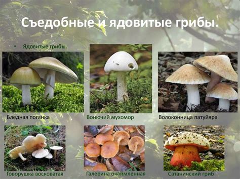 Съедобные и ядовитые грибы презентация онлайн
