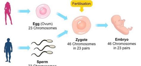 Sex Influenced Traits Sex Limited Traits And Medical Examination