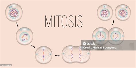 Mitosis Prophase Metaphase Anaphase And Telophase Cell Division Stock Illustration Download