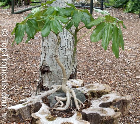 Schefflera Sp Schefflera Top Tropicals Plant Encyclopedia