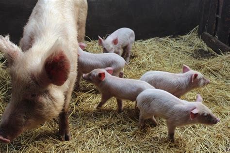 Д Баасанжав Гахай үр шимээ их амархан өгдөг амьтан