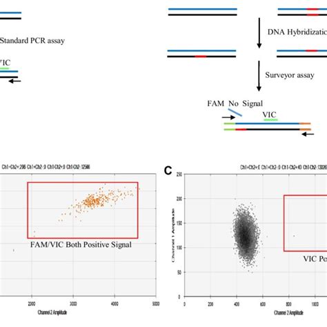 The Drop Off Ddpcr Requiring A Unique Pair Of Taqman Oligoprobes To Download Scientific Diagram