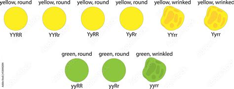 Dihybrid Cross Of Pea Plant The Law Of Independent Assortment
