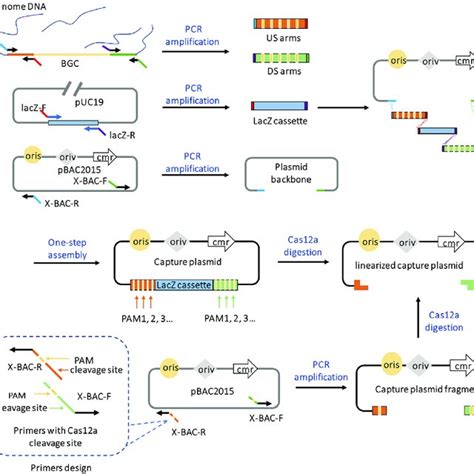 Capture Plasmid Construction And Linearization A Route A The Capture