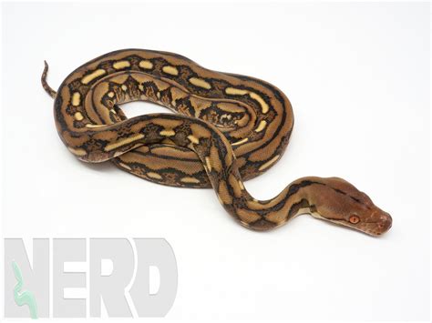 Tiger Reticulated Python Traits Morphpedia