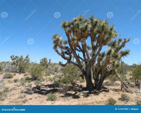 Joshua Tree Stock Image Image Of Landscape Environment 13167285