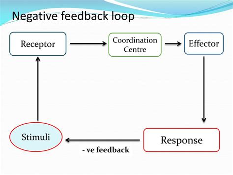 Negative Feedback In Sensor At Douglas Reddin Blog