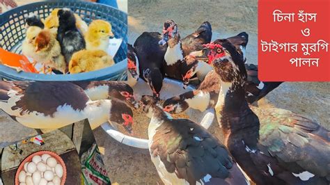 চিনা হাঁস এবং টাইগার মুরগি পালন। টাইগার মুরগি দেখতে এত সুন্দর হয় Youtube