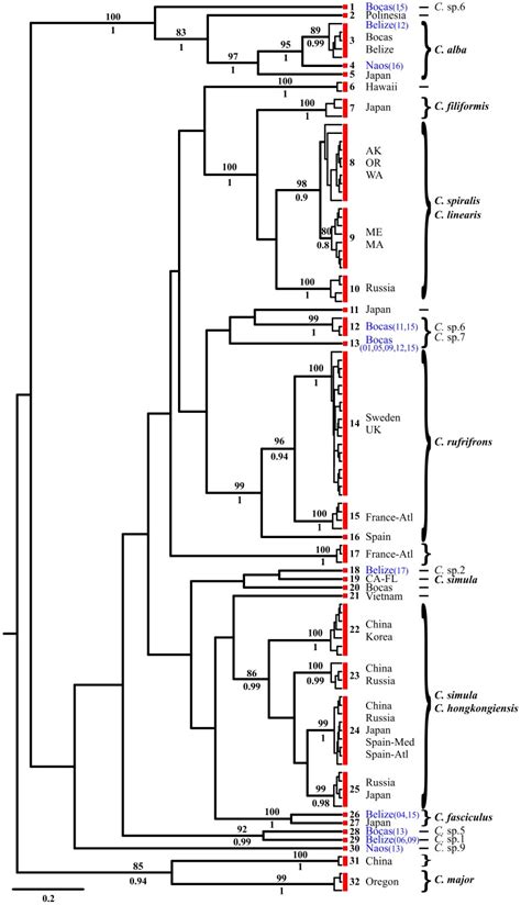 the consensus of 75 000 sampled trees from bayesian analysis of the coi