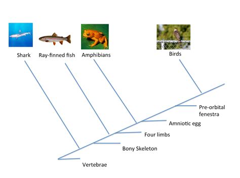 Taxonomy The Coopers Hawk Resource