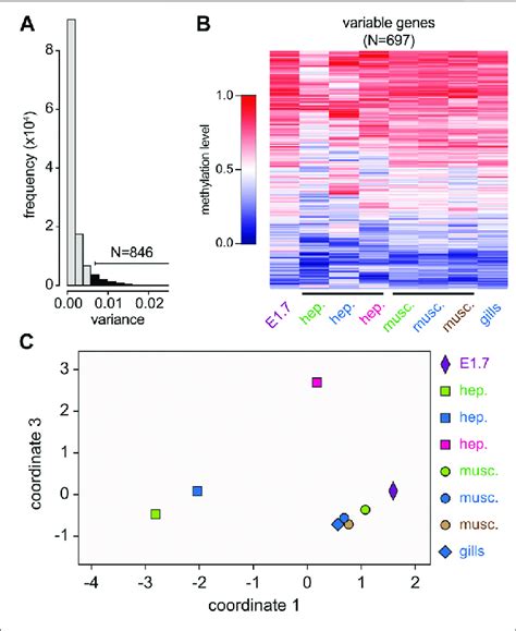 Identification And Characterization Of Variably Methylated Genes By Download Scientific