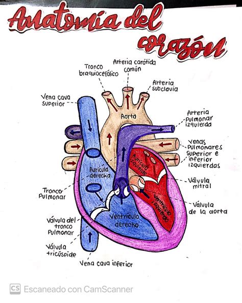 Aparato Cardiovascular Dibujo