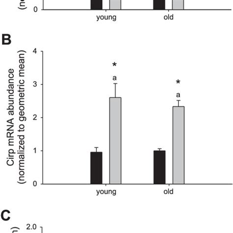 Gene Expression Of Cold Shock Protein Rna Binding Motif Protein 3 Download Scientific Diagram