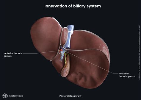 Gallbladder And Biliary Tree Anatomy App