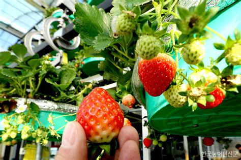 The Savior Of Korean Agriculture