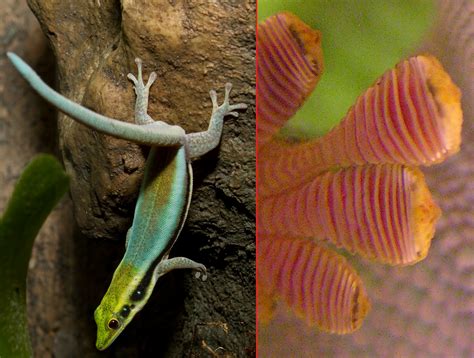 Phelsuma Phelsuma Picture Nature