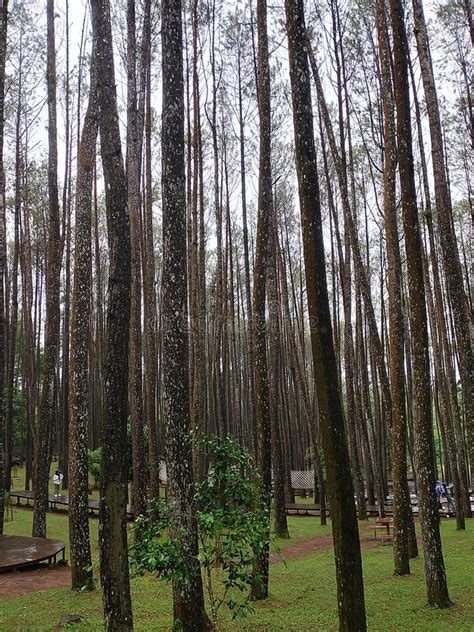 beautiful pine forest located in central java stock image image of located java 360606911