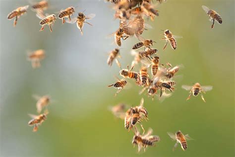 honeybee swarms generate more electricity per metre than a storm cloud trueviralnews