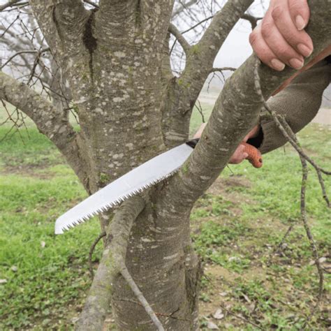 15 Types Of Tree Cutting Tools For Pruning Felling And Wood
