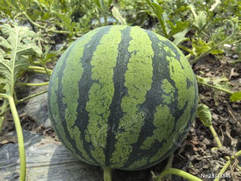 种植花西瓜高清图片下载红动中国