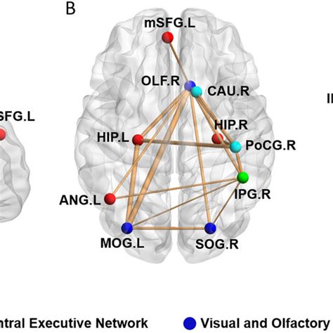 Functional Connectivity Of The Subgenual Acc A And Insula B Seeds Download Scientific
