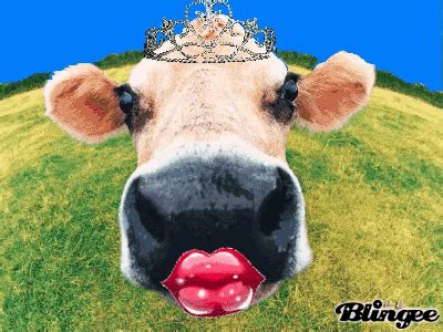 Happy Birthday Cow  Happy Birthday Cow Discover And Share S