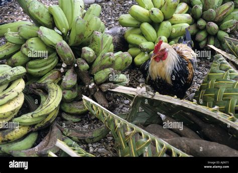 Vanuatu Tanna Island Lenakel Administrative Capital Banana Branches And
