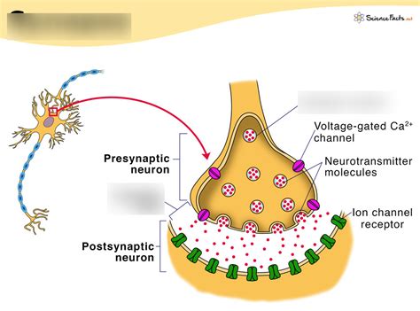 Synapses Diagram Quizlet