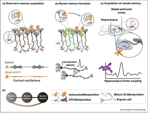 Oligodendrocytes Astrocytes