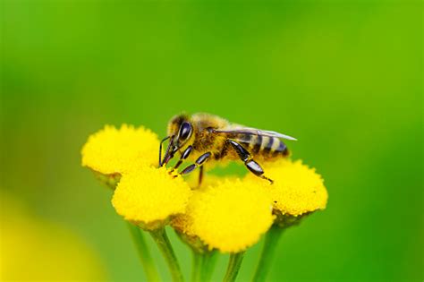 들판에서 노란 꽃에 꿀과 꽃가루를 모으는 퍼지 벌의 부드러운 초점 0명에 대한 스톡 사진 및 기타 이미지 0명 계절 곤충 Istock