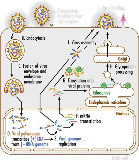 Influenza A Virus Structure Genome Replication Treatment