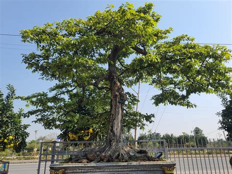 Cây Thị độc Nhất Vô Nhị” Từng Có Người Trả 2 Tỷ đồng Vẫn Không Mua được