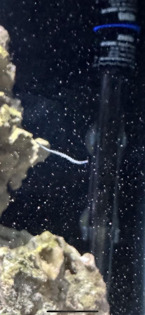 Worm Identification Rreeftank