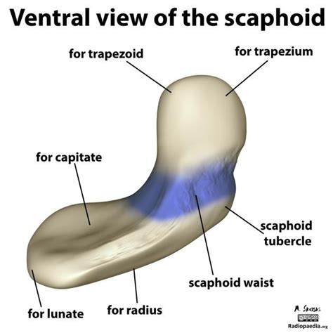 Check Out Dr Matts Wonderful Anatomical Illustrations On Radiopaedia