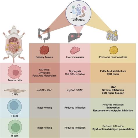 Jci Single Cell Deconvolution Reveals High Lineage And Location