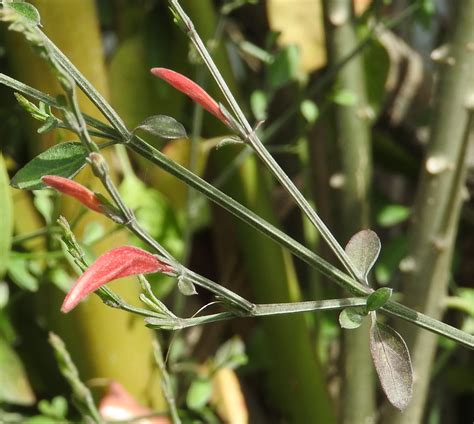 Dicliptera Sexangularis Leon Levy Native Plant Preserve