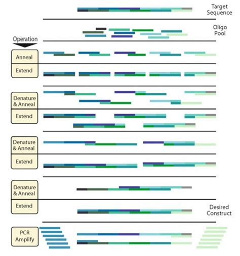 معرفی تکنیک Polymerase Cycling Assembly یا Pca دکتر مجازی