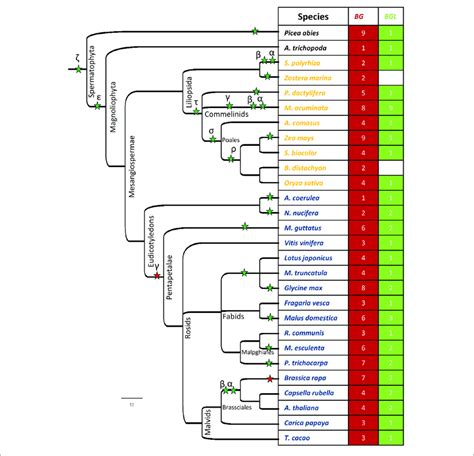 The Distribution Of Bg And Bgl Genes In Different Plant Genomes The