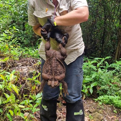 Australian Park Rangers Say Toadzilla Could Be Worlds Biggest Toad