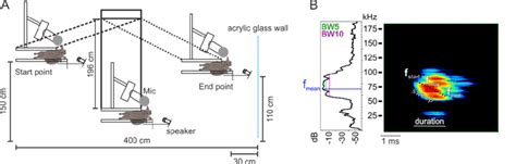 Behavioral Paradigm And Representative Echolocation Call 83 A Download Scientific Diagram