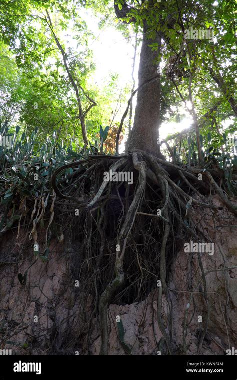 Tree With Twisted Roots Stock Photo Alamy