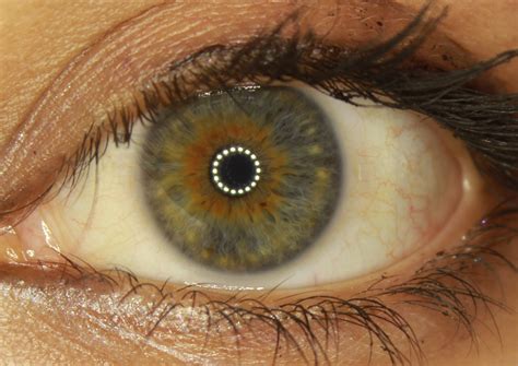 Iris Super Resolution Dataset Ieee Dataport