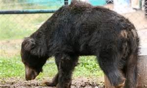 Worlds First Artificial Leg Surgery For Bear Successful At