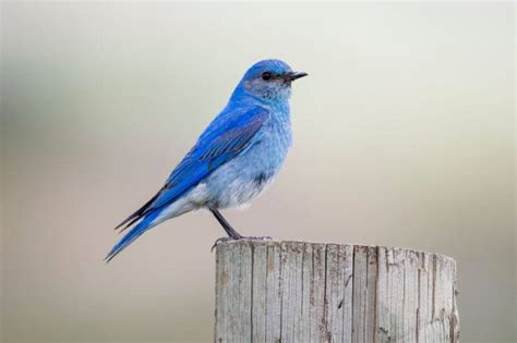 11 Blue Birds In Washington With Pictures Avibirds