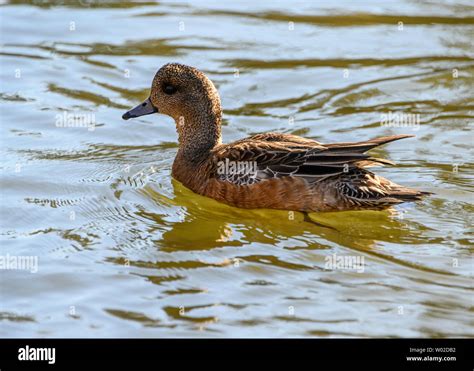 Beautiful American Wigeon Female Duck Swimming In The Lake Brown Head