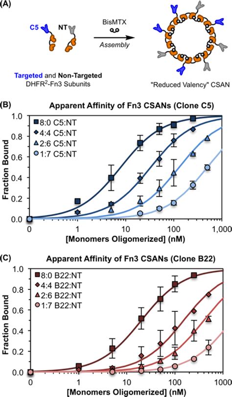 Multivalent Ligand Binding To Cell Membrane Antigens Defining The