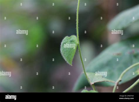 A Close Up Of The Green Grass Jelly Plant Or Has The Scientific Name Cyclea Barbata Flora Photo