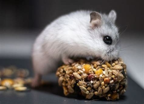 What Do Hamsters Eat 22 Safe Food For Hamsters
