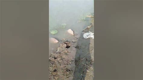 Foold Area Tonsa Beraj Youtube